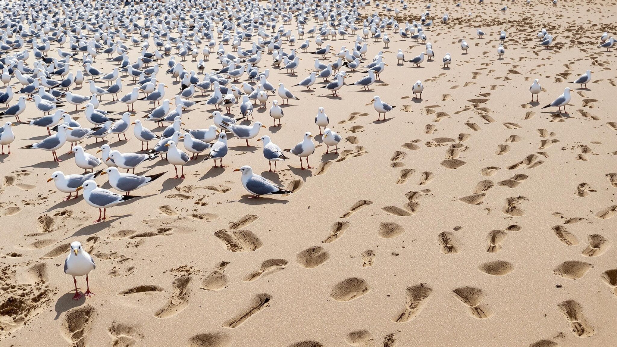 Gulls - Animal Streets
