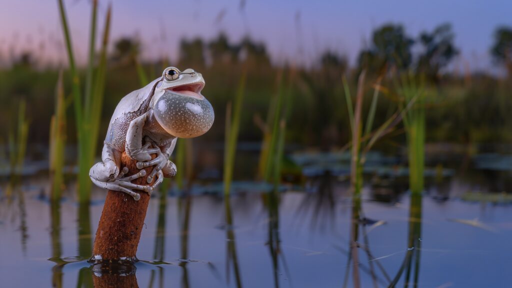 Gray Tree Frog - Animal Streets